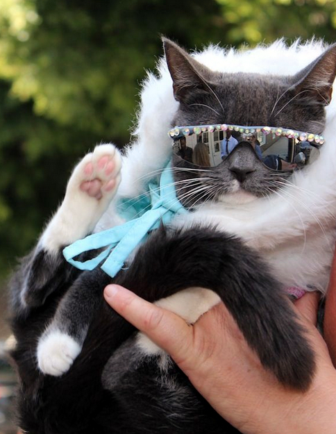 Sunglass cat | Cat Wisdom 101
