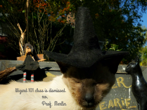 Mondays With Merlin: Wizard Cats Class | Cat Wisdom 101