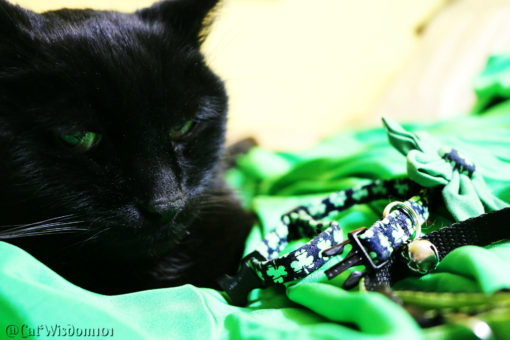 Mancat Monday Lucky Irish Black Bog Cat | Cat Wisdom 101