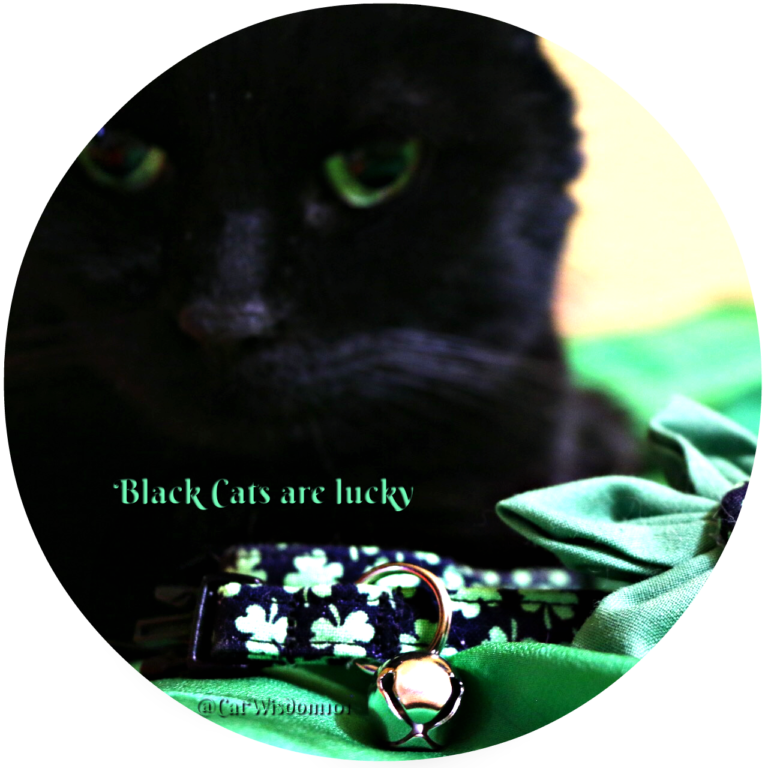 Mancat Monday Lucky Irish Black Bog Cat | Cat Wisdom 101