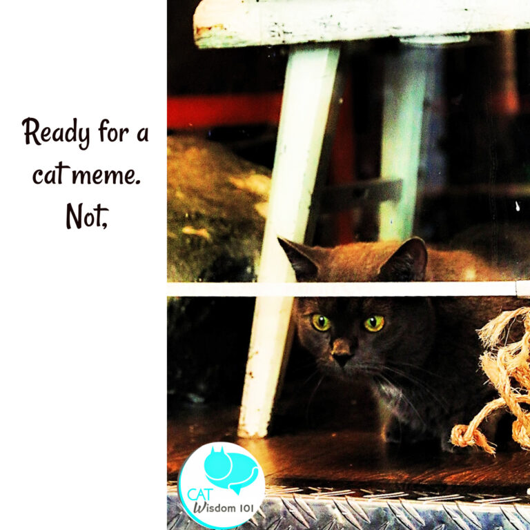 Helkatti Cat Cafe: Are The Happiest Cats in Finland?