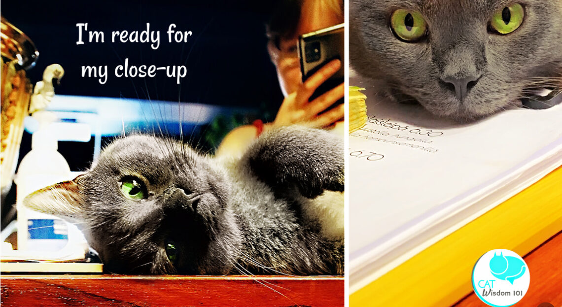 Helkatti Cat Cafe: Are The Happiest Cats in Finland?