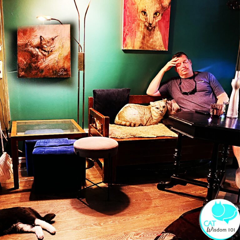 Helkatti Cat Cafe: Are The Happiest Cats in Finland?