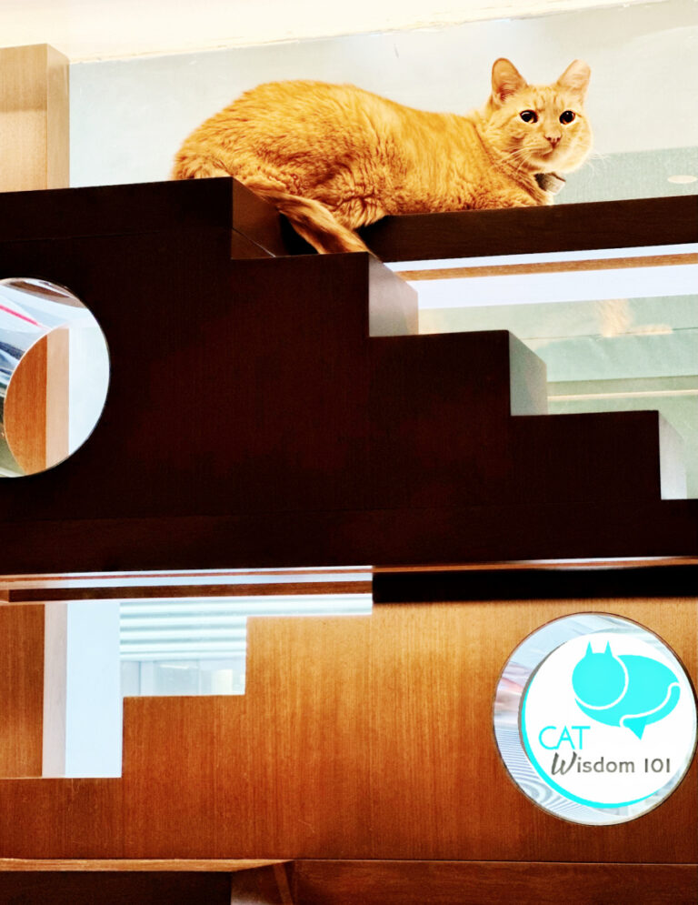 Algonquin Hotel Cats: End of an Era | Cat Wisdom 101