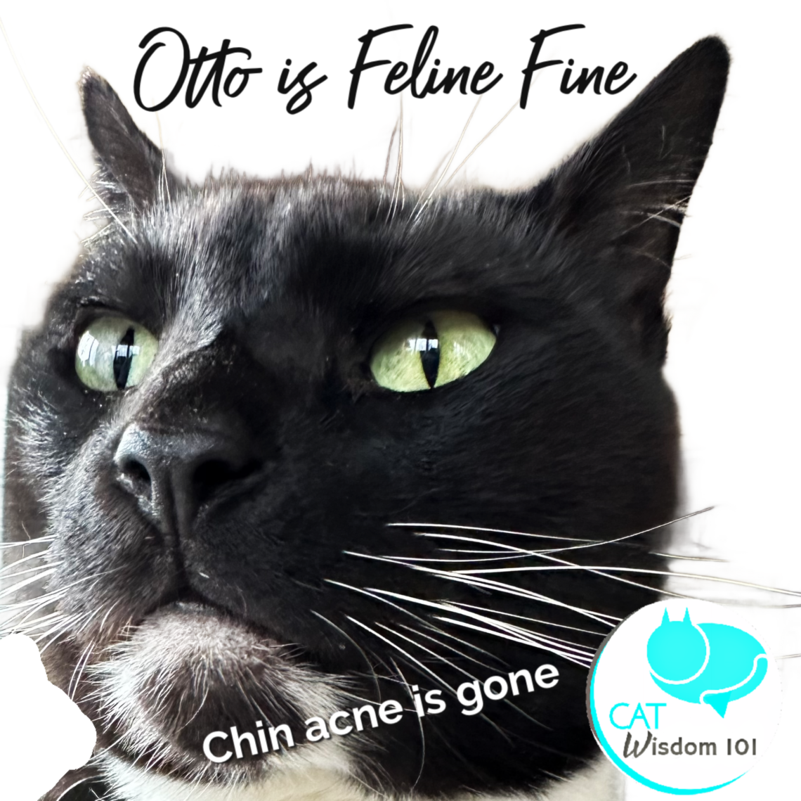 Everything You Need to Know About Cat Acne | Cat Wisdom 101