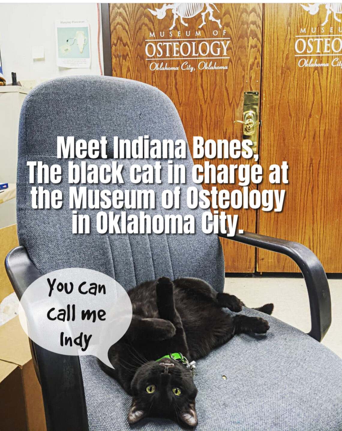 Indiana Jones: The Skeleton Museum Adventure Cat | 🐾