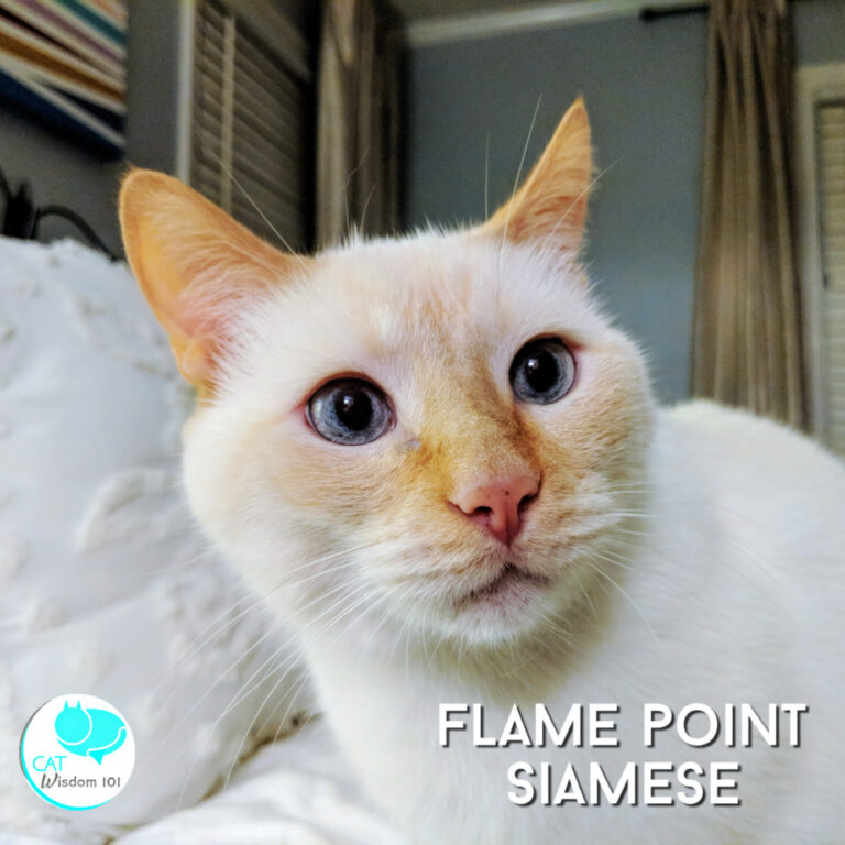 Celebrate National Siamese Cat Day | Cat Wisdom 101