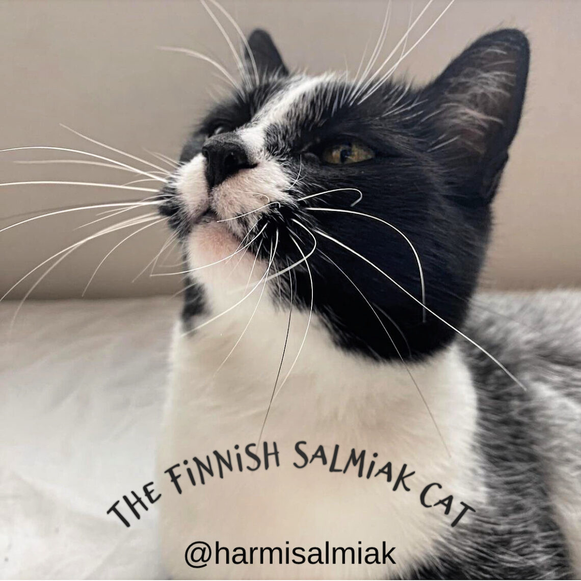 finnish-salmiak cat | Cat Wisdom 101