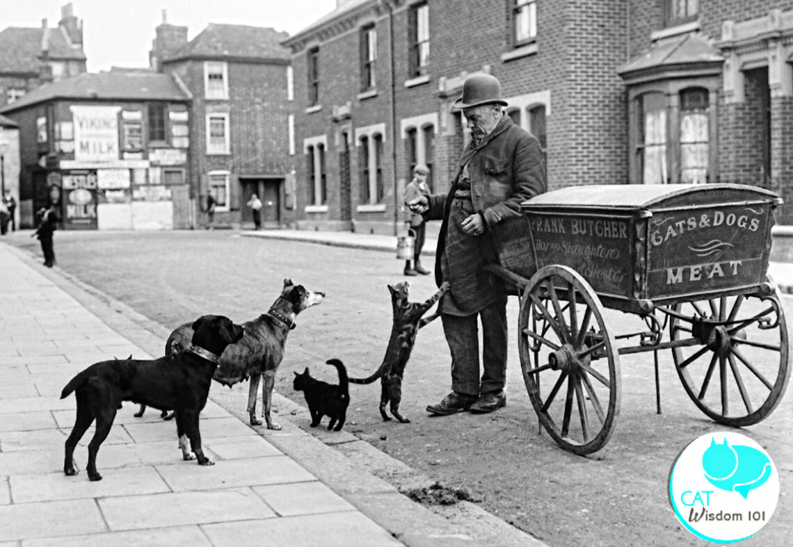 Victorian London Cats: The Surprising History of Meat Men