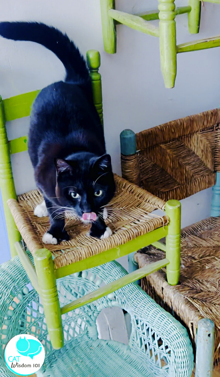 Tuxedo Cats: Why No Two Look Alike